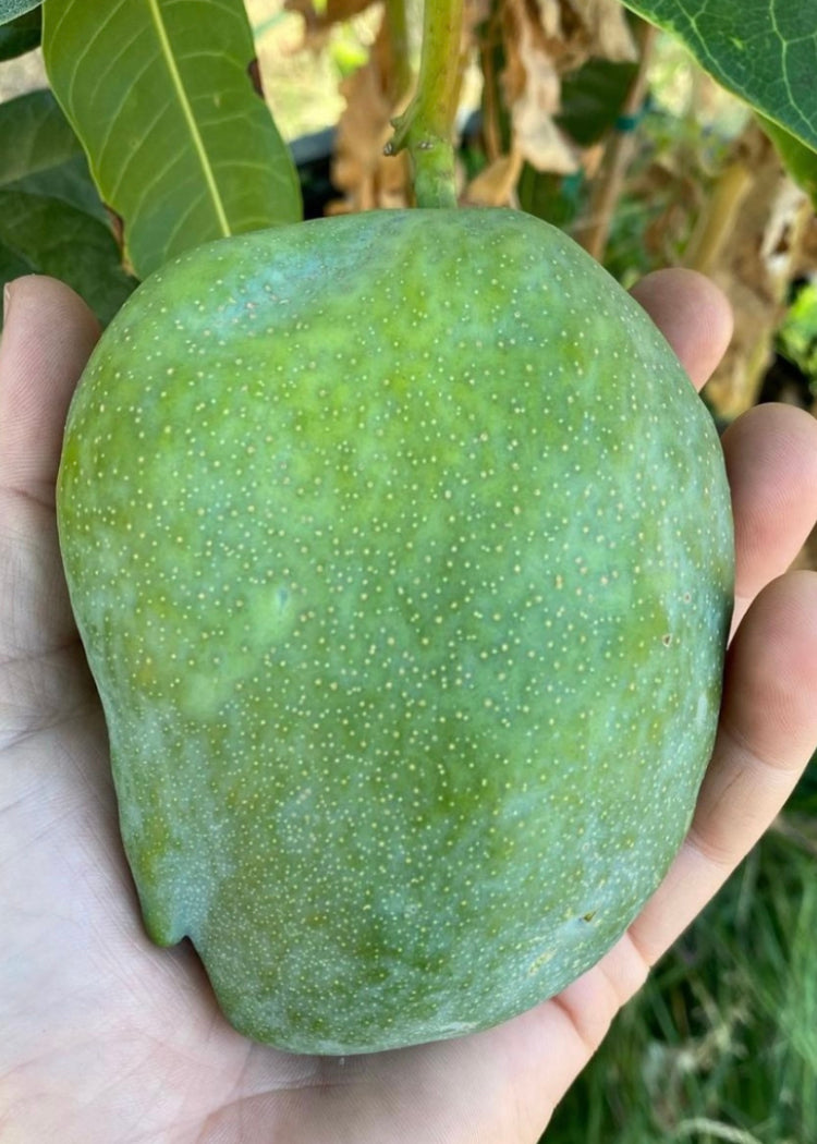 M-4 Mango Tree – Utopia Trees