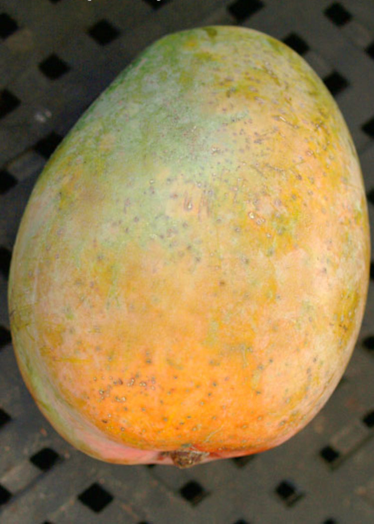 O-15 Mango Tree – Utopia Trees