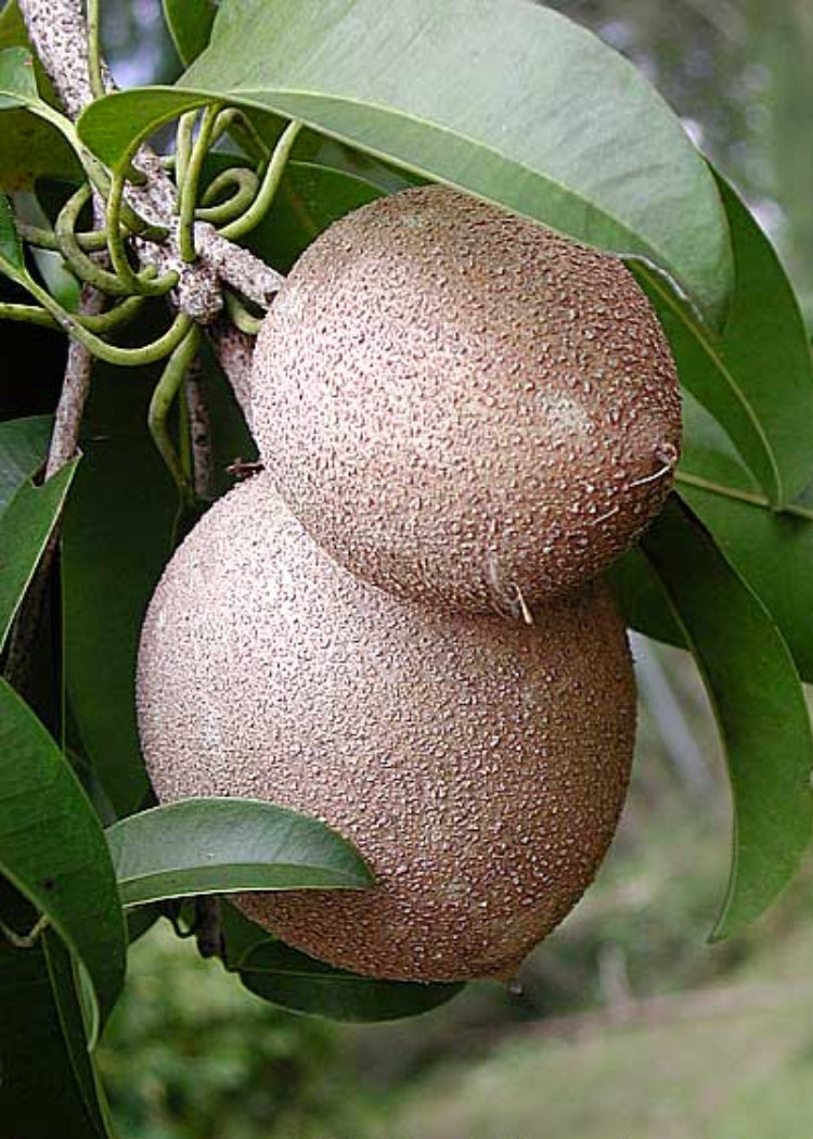 Tikal Sapodilla Tree – Utopia Trees