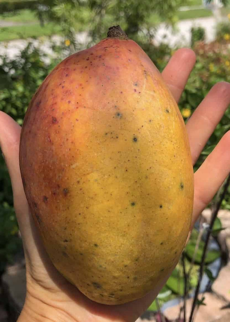 Pickering Mango Tree – Utopia Trees