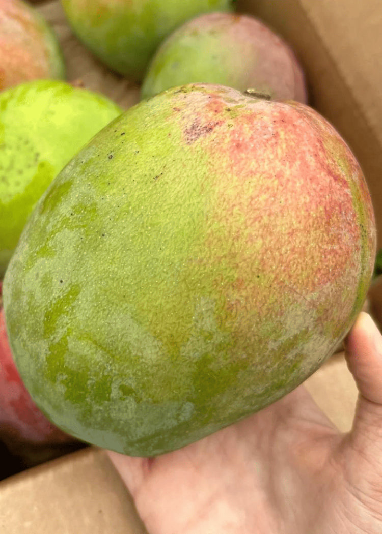 Super Alphonso Mango Tree – Utopia Trees