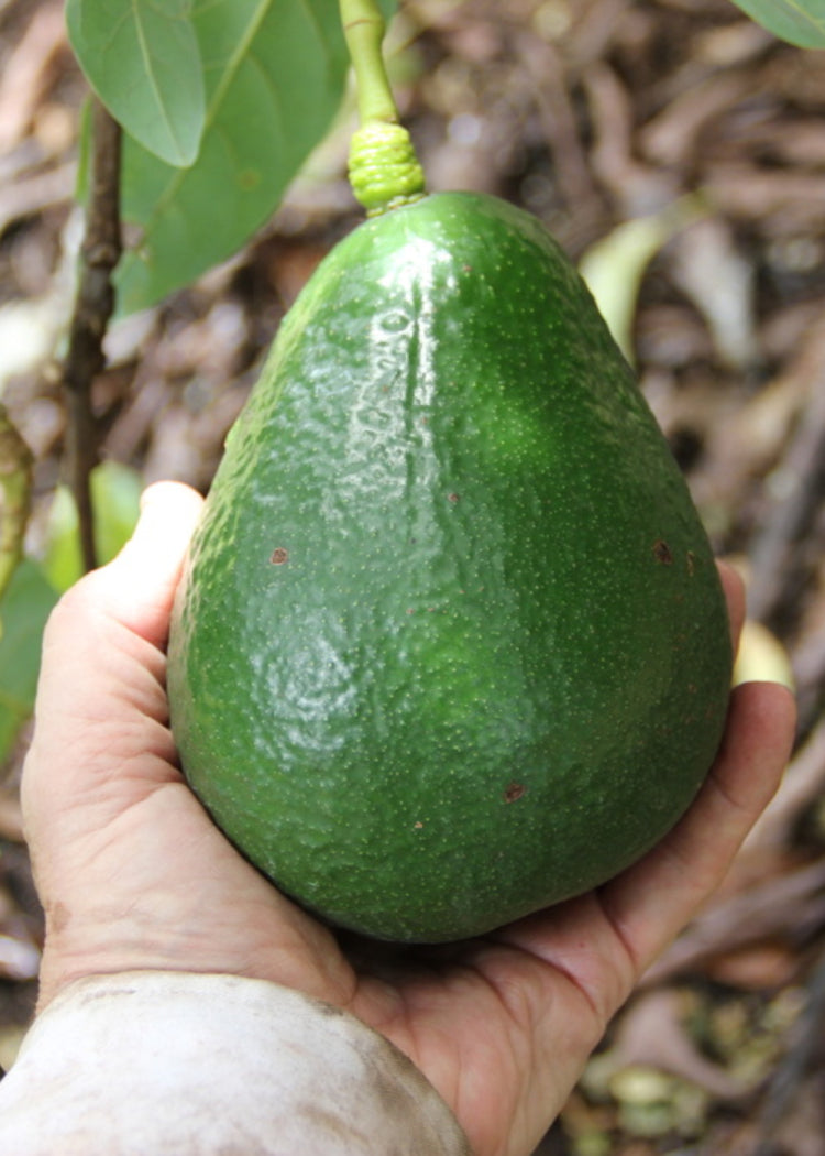 Sir Prize Avocado Tree – Utopia Trees