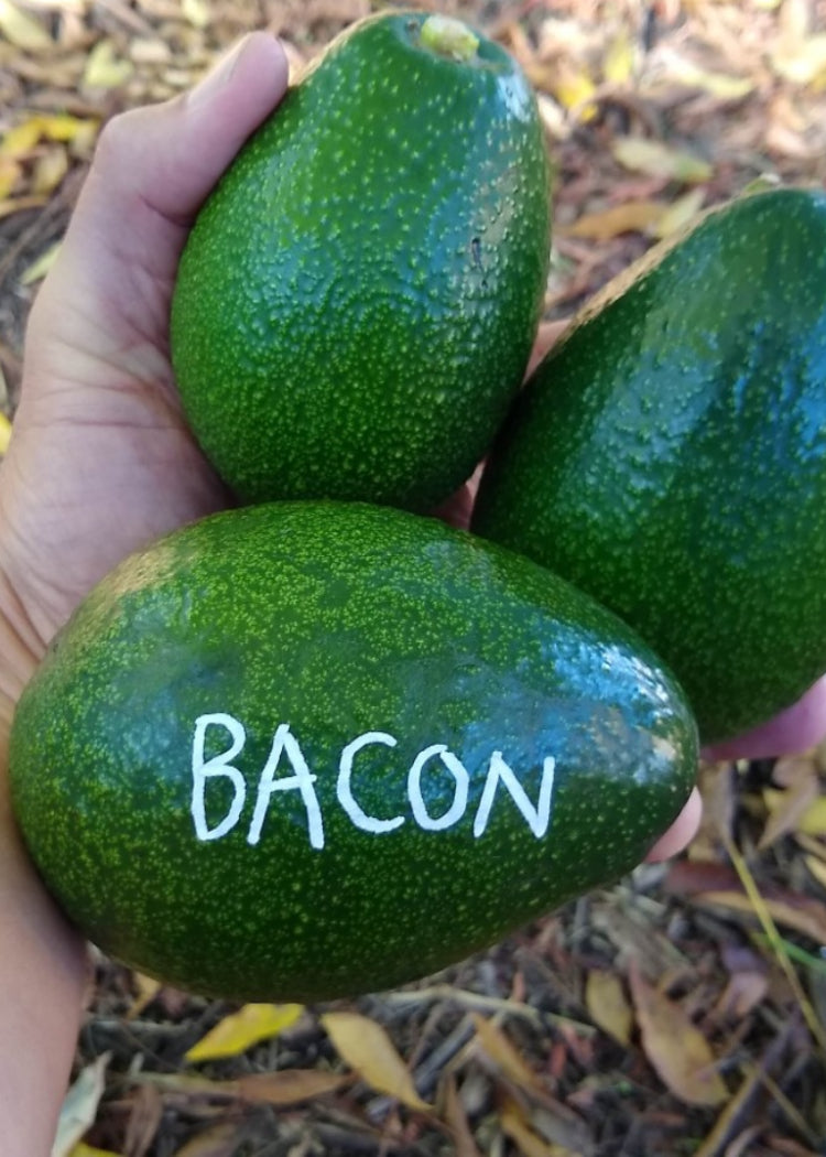 Bacon Avocado Tree – Utopia Trees
