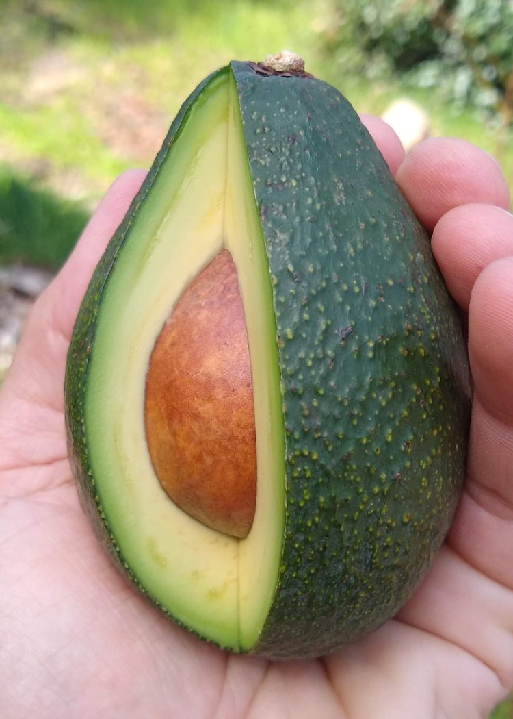 Fuerte Avocado Tree – Utopia Trees