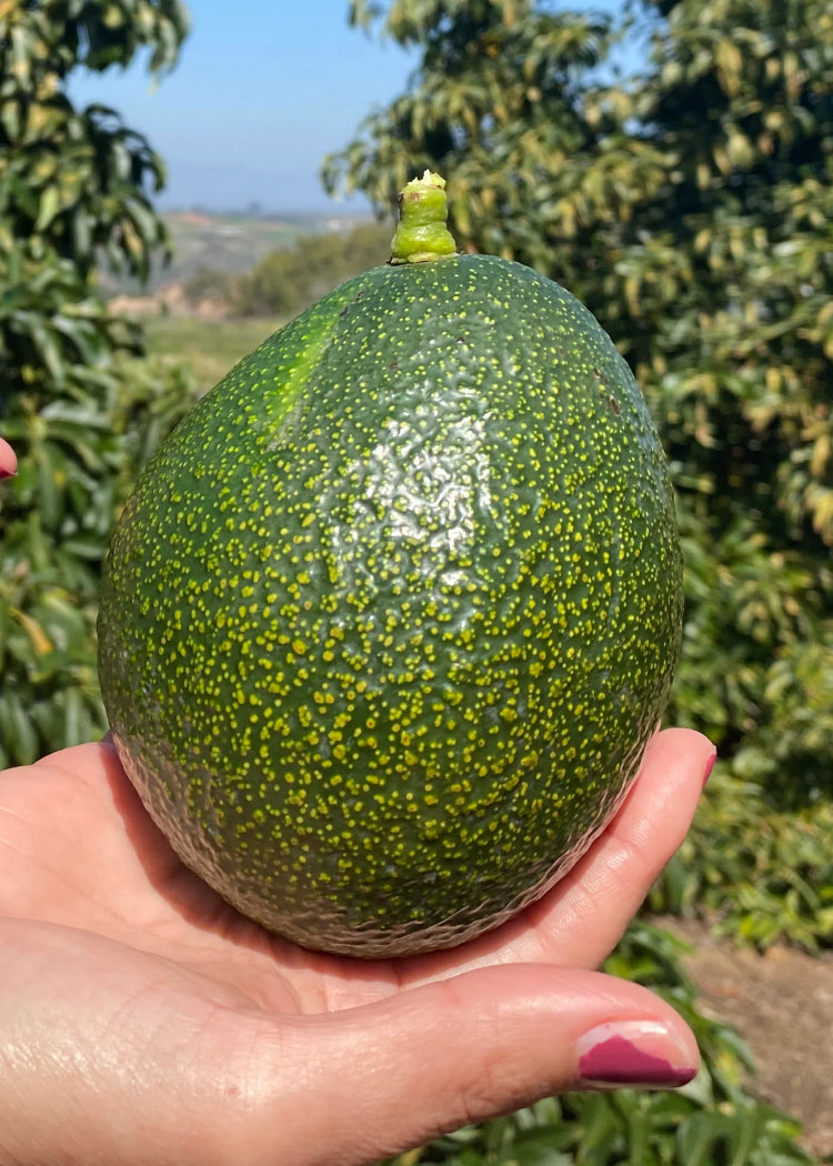 Nabal Avocado Tree – Utopia Trees