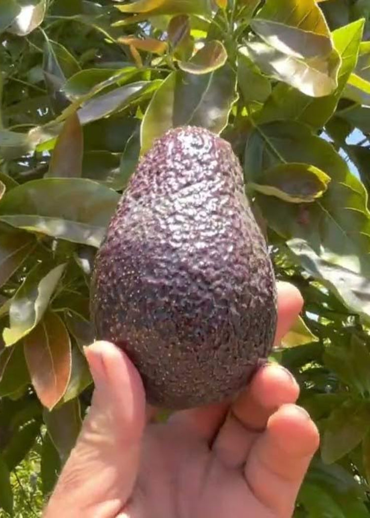 Lamb Hass Avocado Tree – Utopia Trees