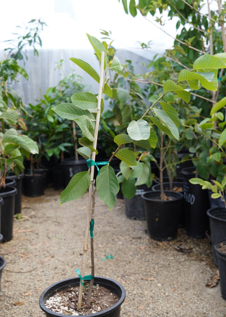 Bradley Atemoya Tree – Utopia Trees