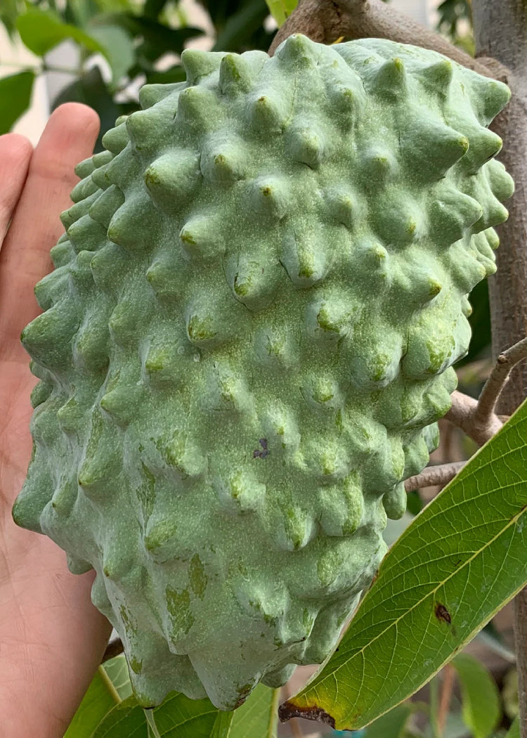 African Pride Atemoya Tree – Utopia Trees