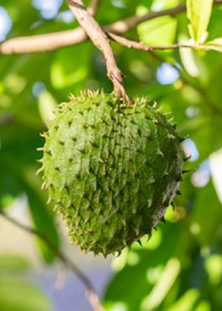 Soursop Tree – Utopia Trees