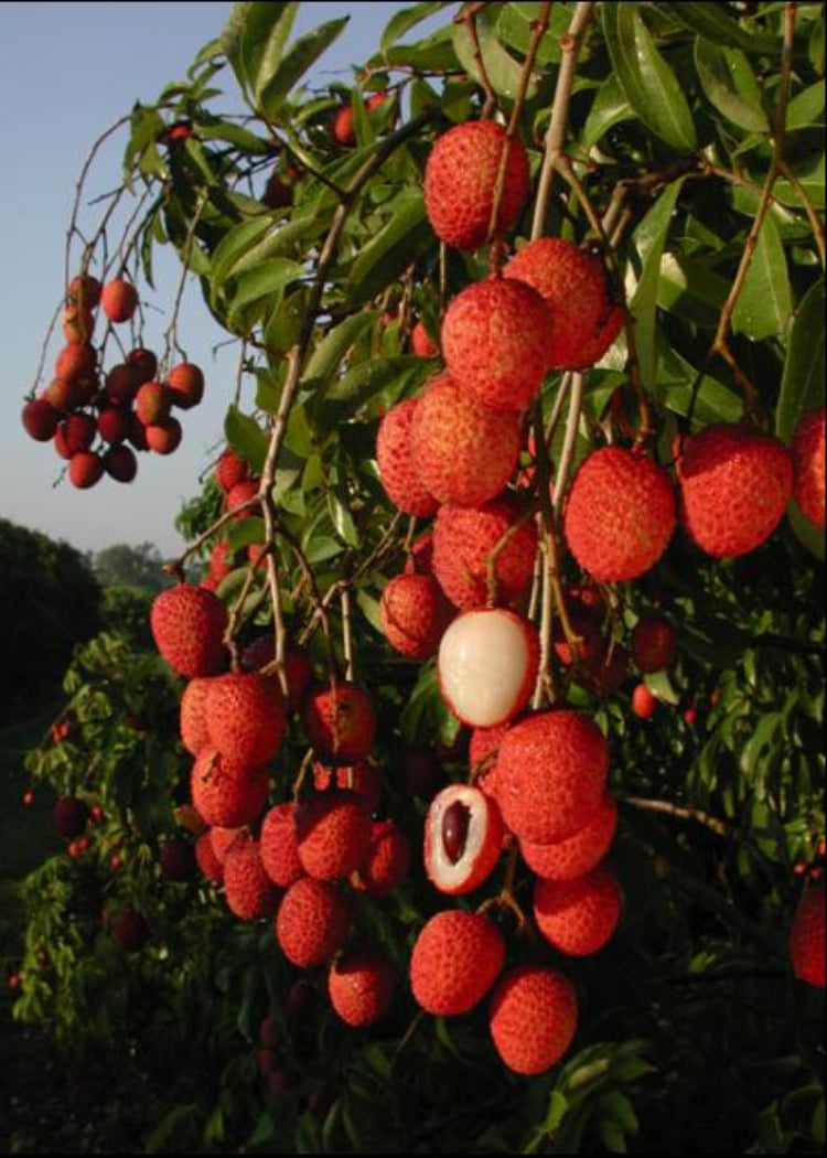 Mauritius Lychee Tree – Utopia Trees