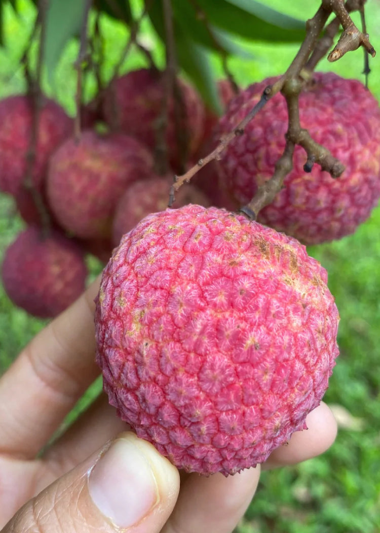 Emperor Lychee Tree – Utopia Trees