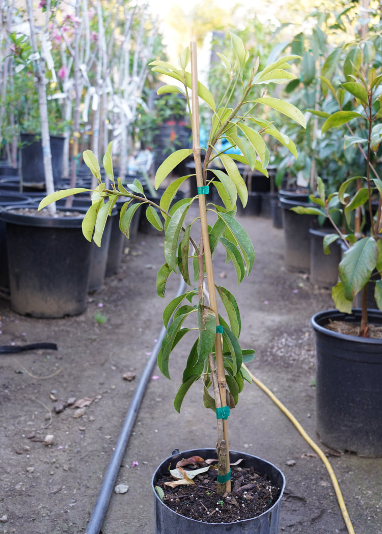 Hasya Sapodilla Tree – Utopia Trees
