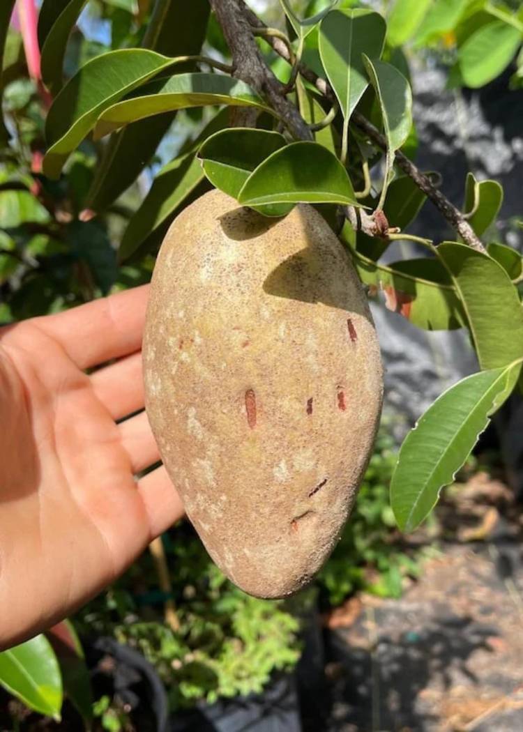 Butterscotch Sapodilla Tree – Utopia Trees