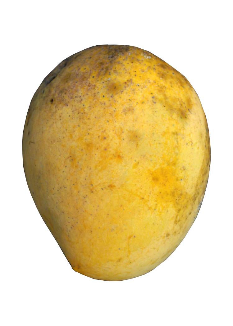 Ceci Love Mango Tree – Utopia Trees