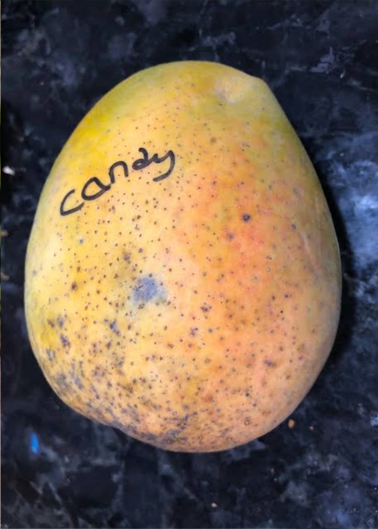 Cotton Candy Mango Tree – Utopia Trees