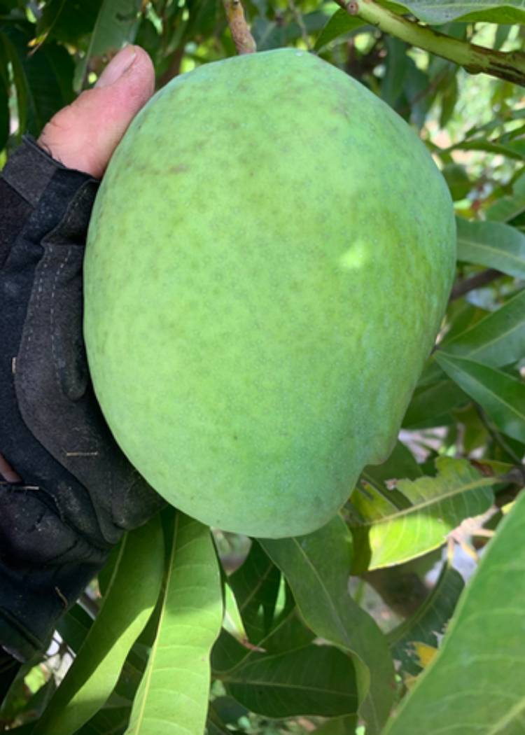 P-22 Mango Tree – Utopia Trees