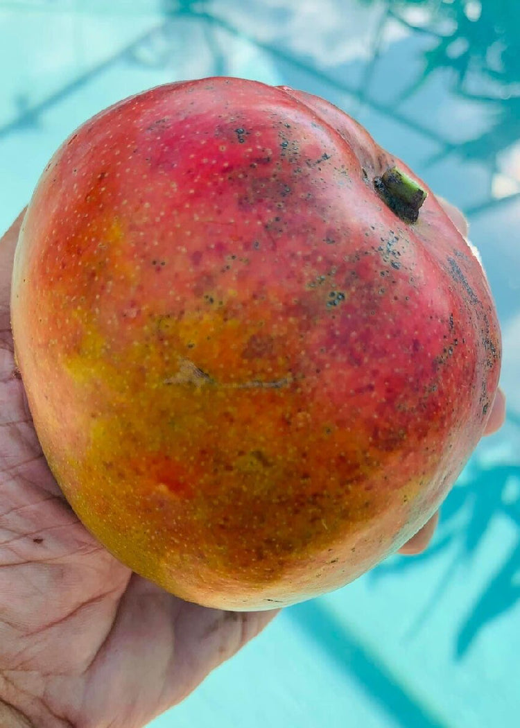 Dwarf Hawaiian Mango Tree – Utopia Trees