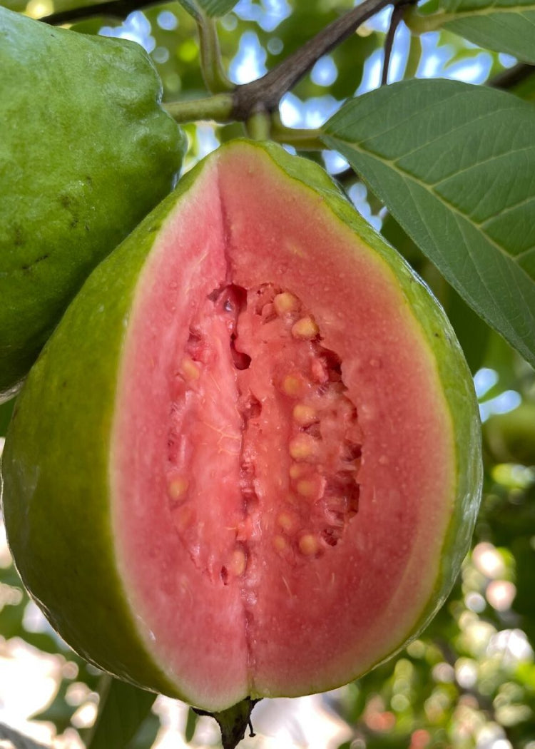 Red Ruby Supreme Guava Tree – Utopia Trees