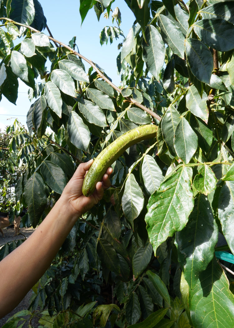 Tropics – Utopia Trees