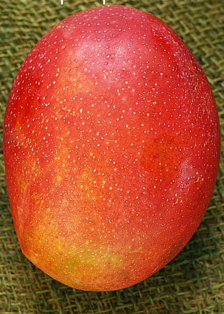 Van Dyke Mango Tree – Utopia Trees