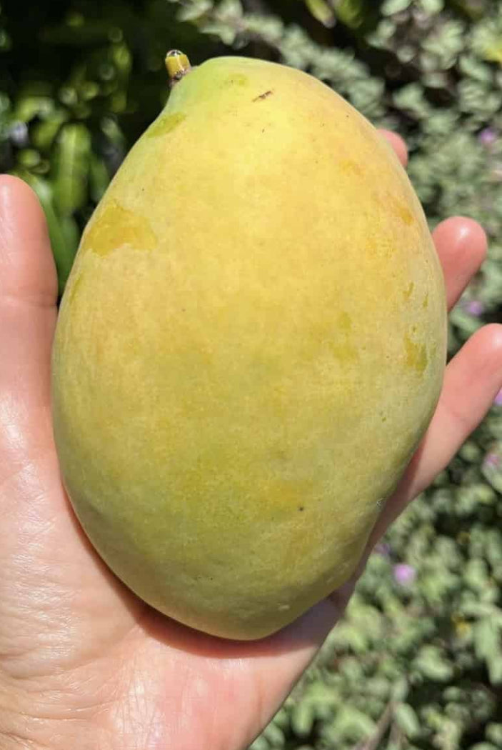Mangos Utopia Trees