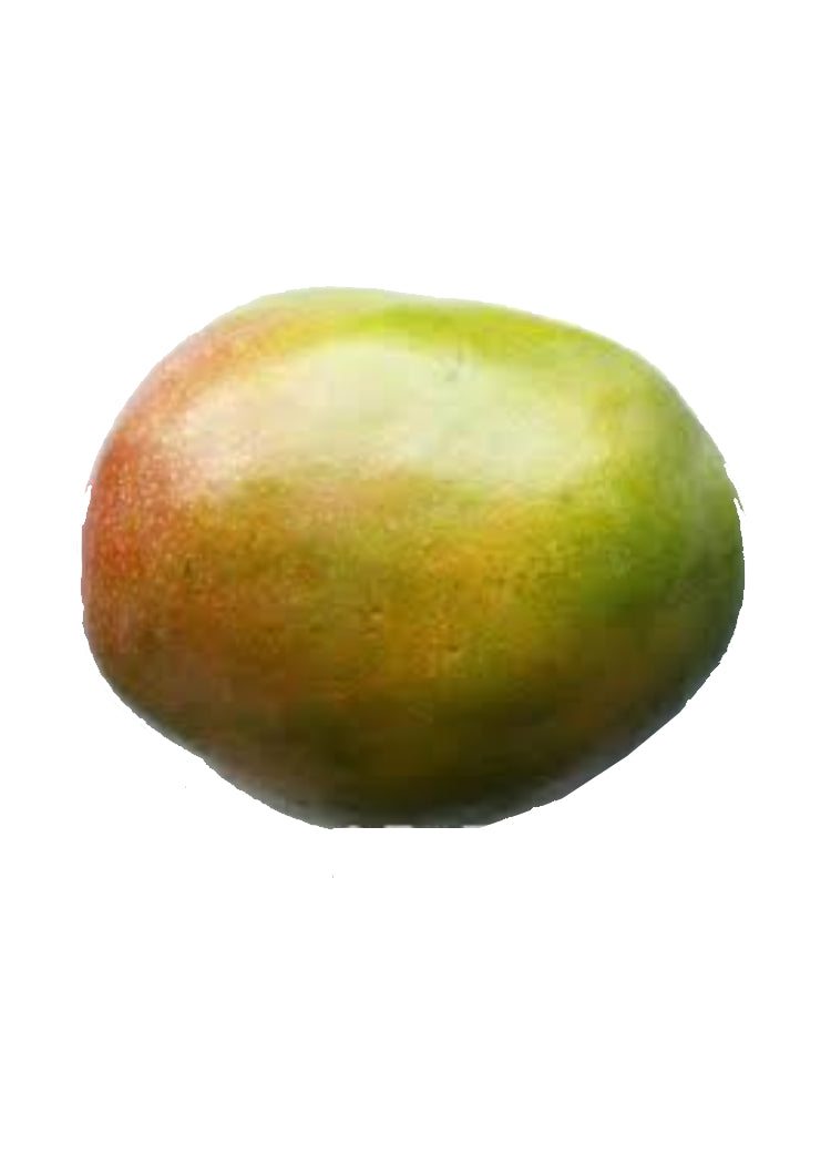 Mango Trees – Utopia Trees