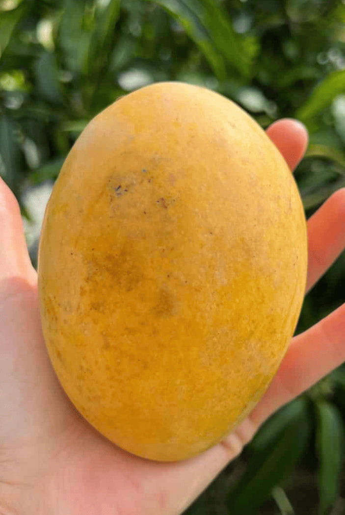 Mangos Utopia Trees