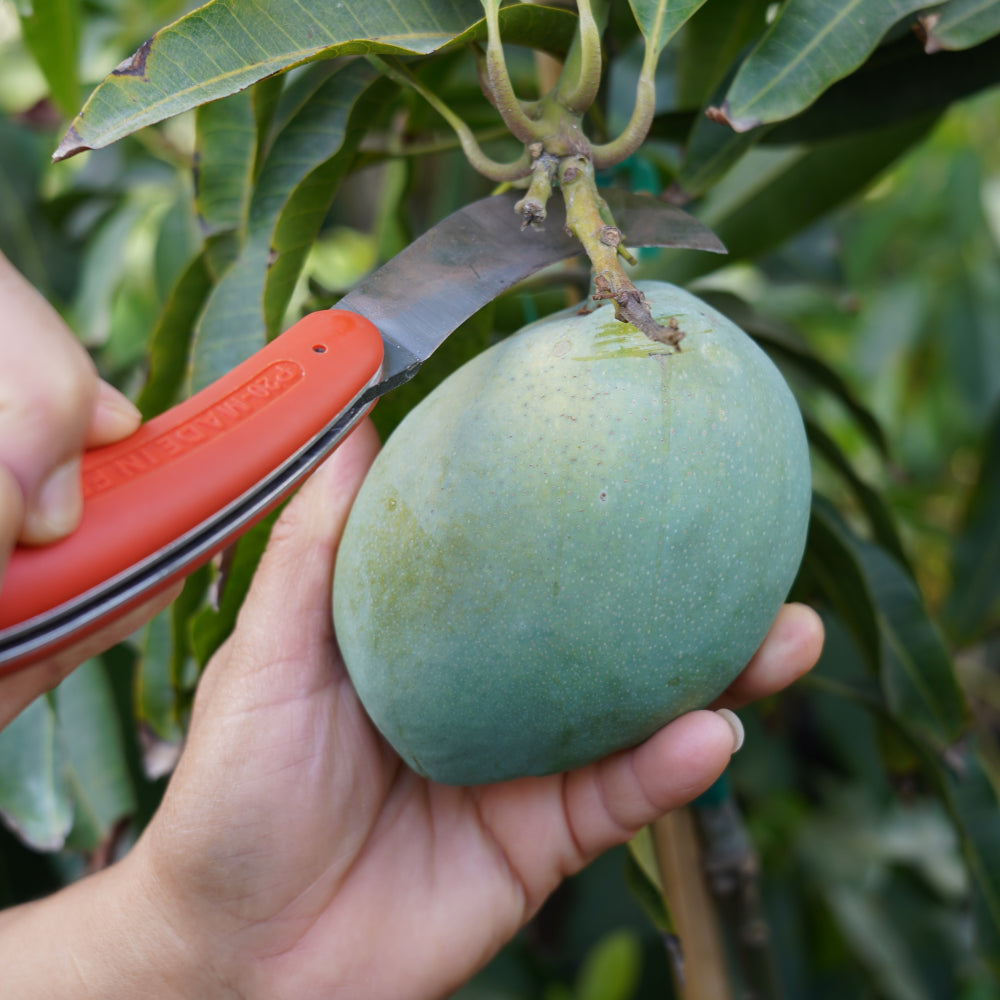 UTOPIA TREES – Utopia Trees