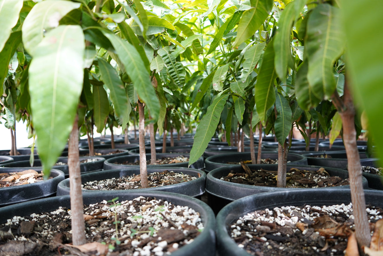 UTOPIA TREES – Utopia Trees