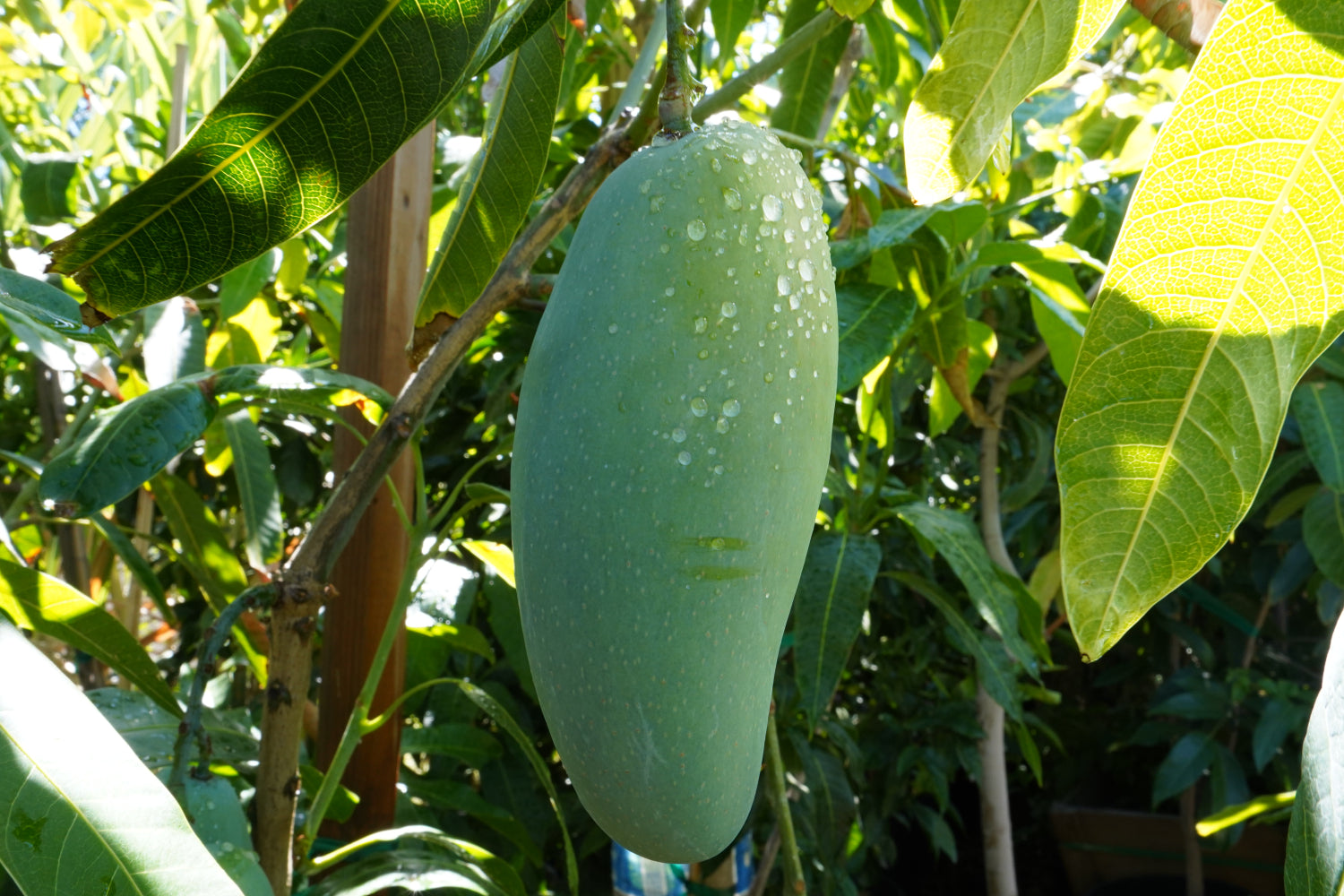 UTOPIA TREES – Utopia Trees