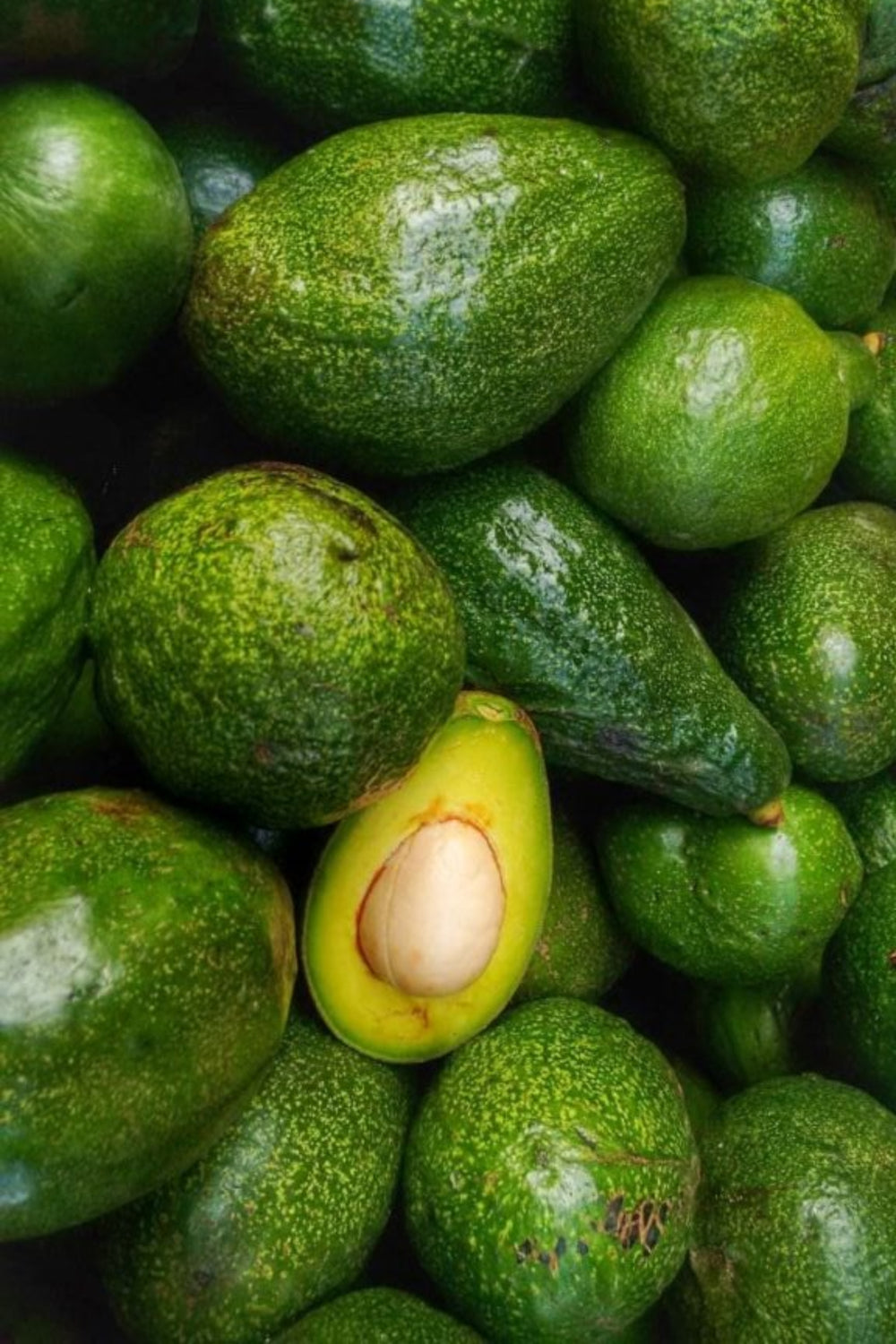 Wurtz Avocado (Little Cado) Tree – Utopia Trees