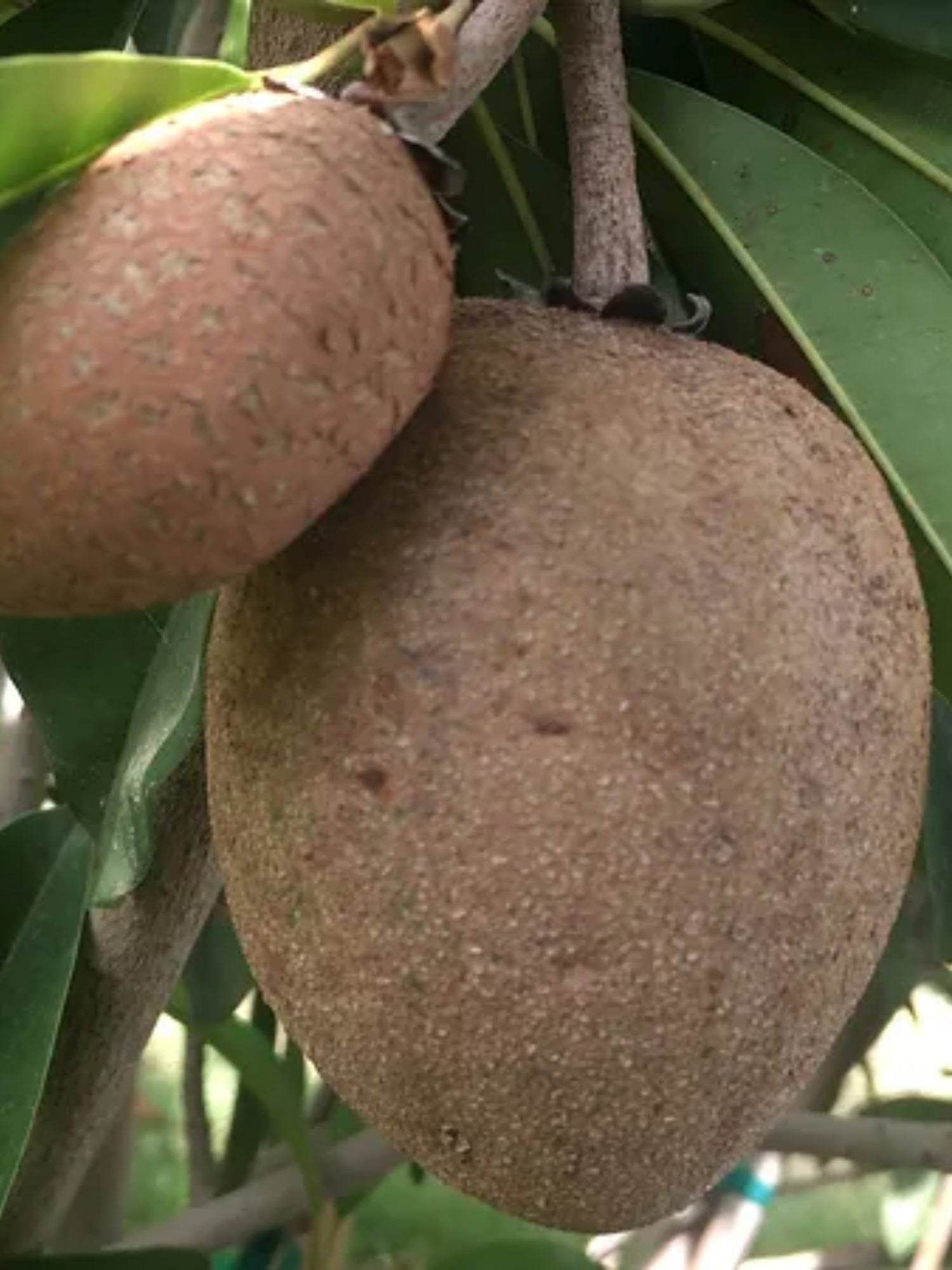 Molix Sapodilla Tree – Utopia Trees
