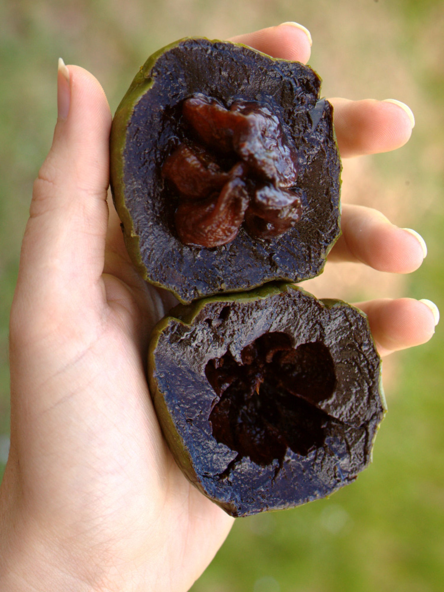Matt Snow Black Sapote Tree – Utopia Trees
